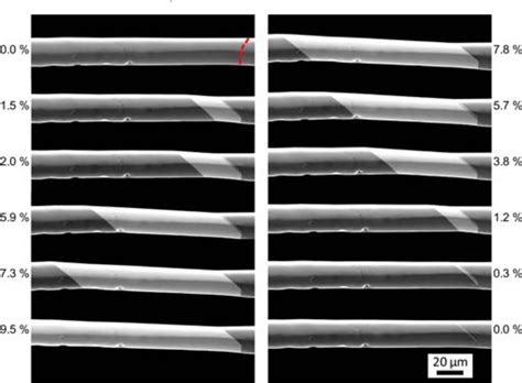 Figure 3 From Transition From Many Domain To Single Domain Martensite
