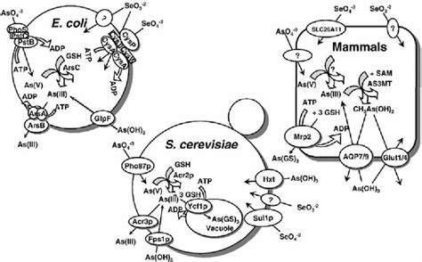 Pathways Of Arsenic And Selenium Uptake And Efflux In Prokaryotes And