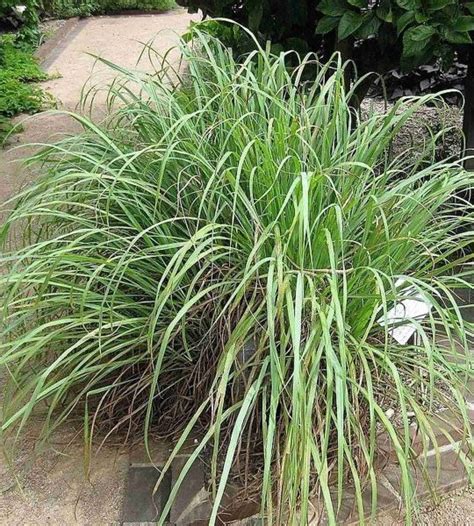 Exotic Clumping Plantsgrasses Archives Ole Lantanas Seed Store