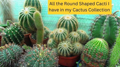 All The Round Shaped Cacti I Have In My Cactus Collection Cactus