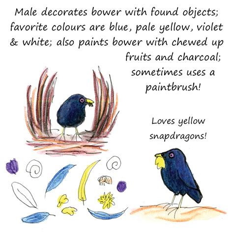 The Satin Bowerbird Paperbark Writer