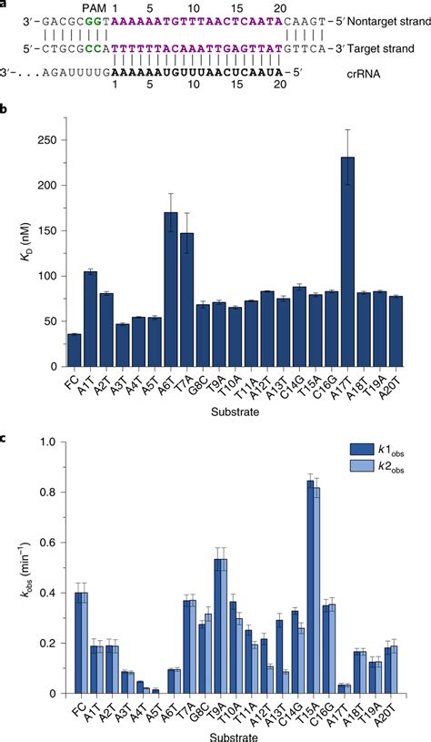 The Influence Of Mismatches Between The Crrna And Target Dna On Binding