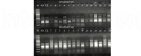 Electropherogram Of Apple Tree Dna Fragment Amplification Products Download Scientific Diagram
