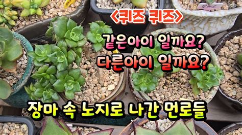 퀴즈퀴즈 나는 누구일까요 장마 속 노지로 나간 먼로들~ 다육이 다육식물 다육하우스 Succulent Youtube