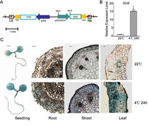 Histochemical Localization Of Gus Activity In Transgenic Arabidopsis Download Scientific