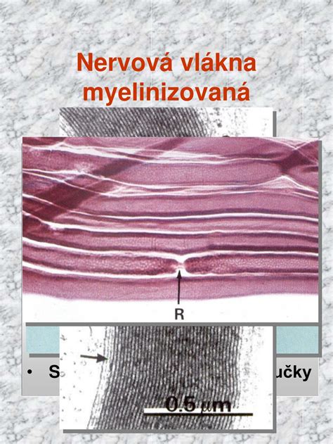 Ppt Nervov Tk Histologie A Embryologie Powerpoint Presentation Id