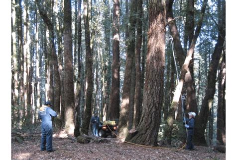 Phosphite Trunk Spray Being Applied High On The Trunk Of A Mature