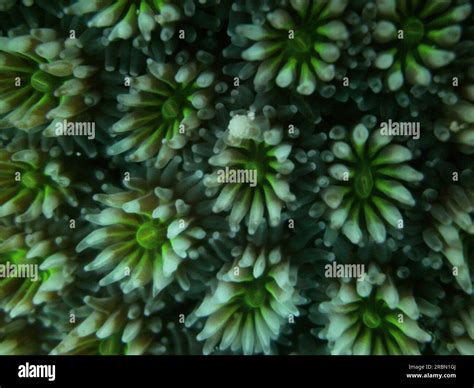 Macro Of Coral Stock Photo Alamy