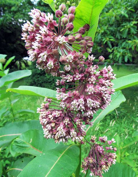 Beautiful Common Milkweed In Sahli Nature Park Pa