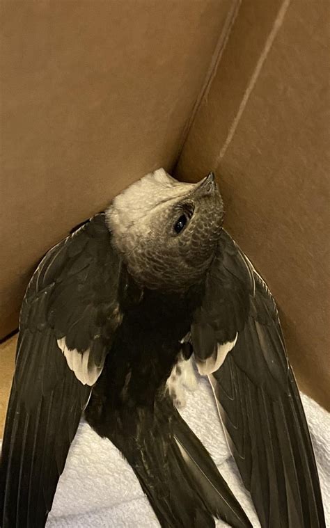 Common Nighthawk R Whatsthisbird