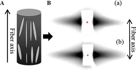 Schematic Diagram Of The Microporous Structure In Pan Fiber A And 2d Download Scientific