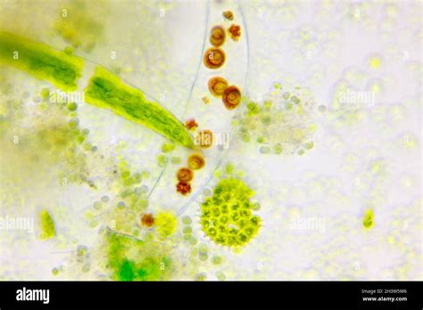 Algae Cell Under Microscope