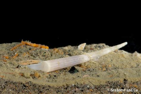 Unveiling The Hidden World Of Scaphopods A Glimpse Into The Life Of