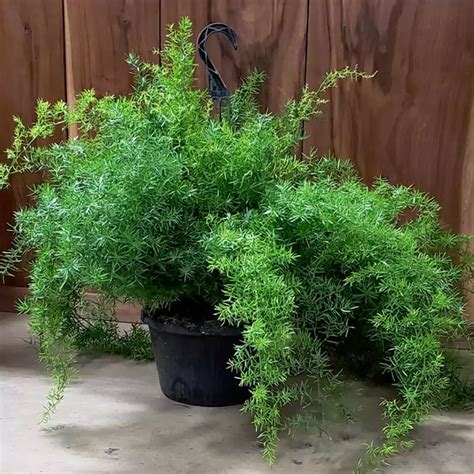 Asparagus Fern Care Guide Varieties Tips And Common Issues