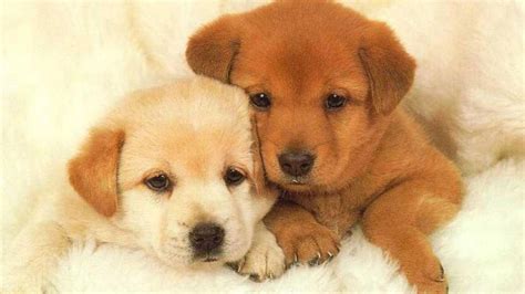 [200 ] Puppies Wallpapers
