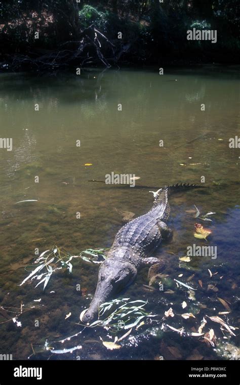 Freshwater Crocodile Known As Freshie Crocodylus Johnstoni Windjana