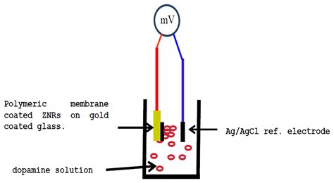 Sensors Free Full Text Incorporating β Cyclodextrin With Zno Nanorods A Potentiometric