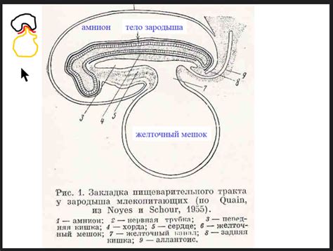 11.02 пищеварительная система, вводная лекция