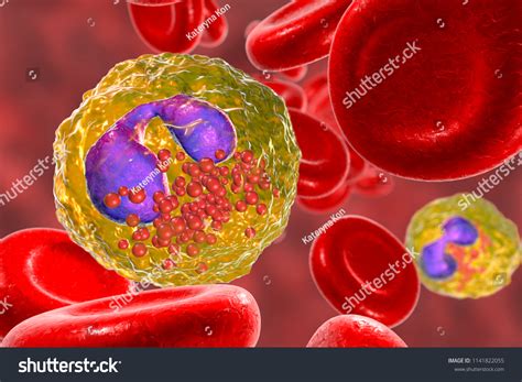 Eosinophil Over 1 625 Royalty Free Licensable Stock Illustrations And Drawings Shutterstock