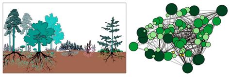 axioms free full text a new discrete mycorrhiza optimization nature