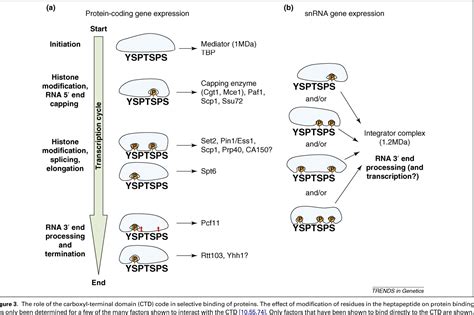 Figure 1 From Cracking The Rna Polymerase Ii Ctd Code Semantic Scholar