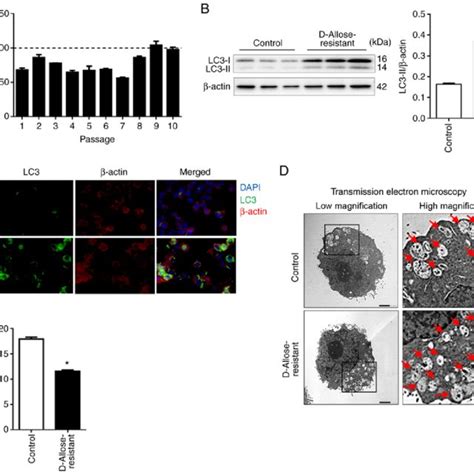 Link Between Co Inhibition Of Fak And The Brd4 C Myc Axis And Cell Download Scientific Diagram