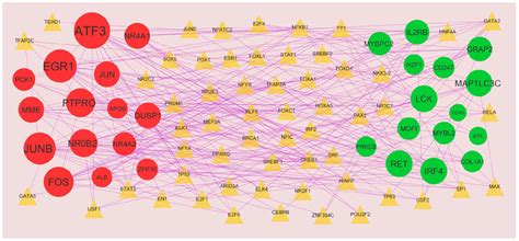 Target Gene Tf Regulatory Network Between Target Genes And