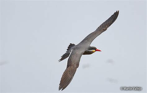 Inca Tern Larosterna Inca Peru Aves