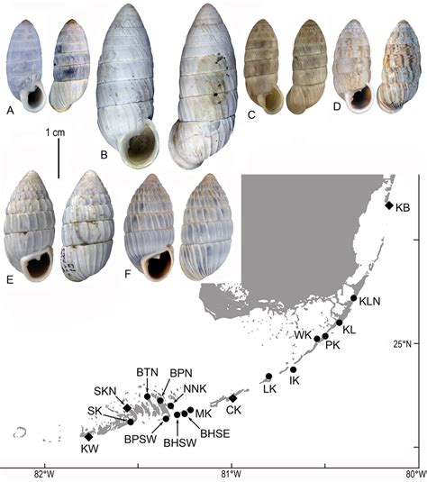 Locations Of Sampled Populations And Exemplars Of Phenotypes Of Cerion