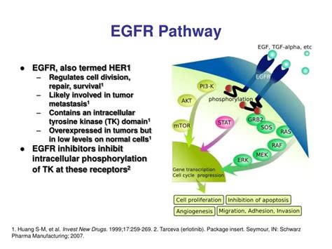 PPT EGFR Pathway PowerPoint Presentation Free Download ID