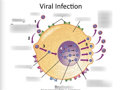 Patho Exam 1 Viral Infection Diagram Quizlet