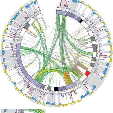 Pdf Distribution Of Segmental Duplications In The Context Of Higher Order Chromatin