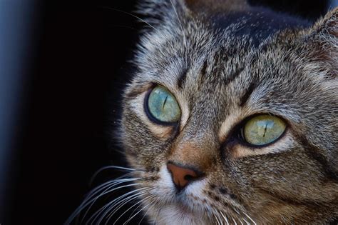 Скачать Картинки Кошачьих Глаз – Telegraph