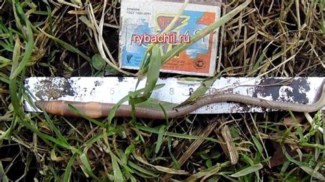 Червь выползок фото. | Рыбачил.ru