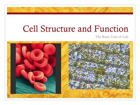 Cell Structure and Function - ppt download