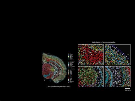 Stomics Stereo Seq Advanced Spatial Multi Omics Technology