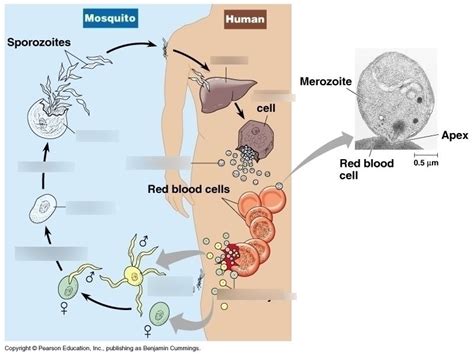 Malaria Life Cycle Diagram Quizlet