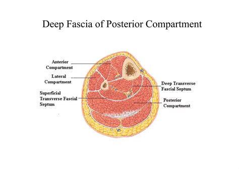 Posterior Compartment Of Legpdf