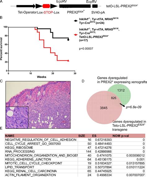 Truncating Prex2 Mutations Activate Its Gef Activity And Alter Gene Expression Regulation In