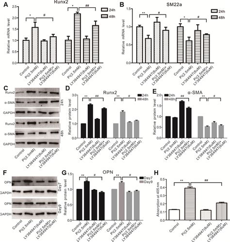 Effects Of Tgf β1 On High Phosphate Induced Calcification Markers In