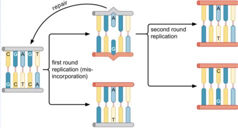 Mobio Chapter 10 The Mutability And Repair Of Dna Exam 3 Flashcards