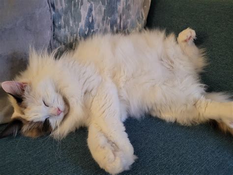 Belly Up Toes Curled Fluffy Mane Share Your Classic Ragdoll Shots 🙀 R Ragdolls
