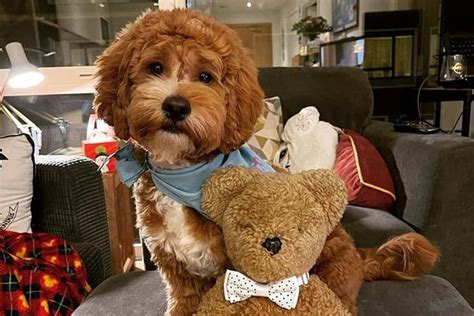 Cavapoo Cuddly Toy Online