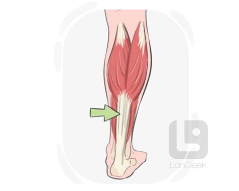 Definition And Meaning Of Sinew Langeek