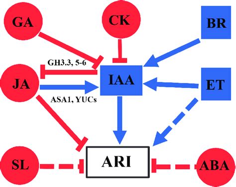 Overview Of Hormonal Cross Talk During Ari Auxin Iaa Is The Central