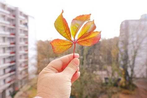 Orange Virgin Grapevine with Five lobed Leaf in Female Hand ParthenocÃssus Quinquefolia Stock