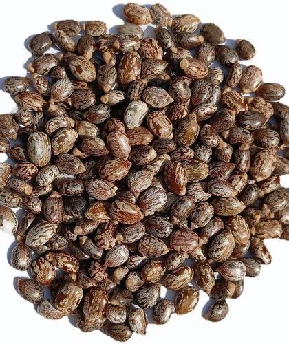 Dried Natural Castor Oil Seeds Packaging Type Packet At ₹ 350 Kg In