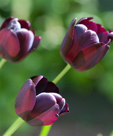 Best Burgundy Flowers And Plants 5 Gorgeous Picks Homes And Gardens