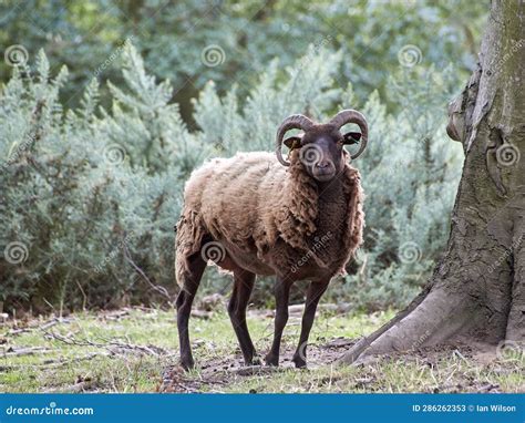 Brown Horned Sheep Stock Image Image Of Wildlife Brown 286262353
