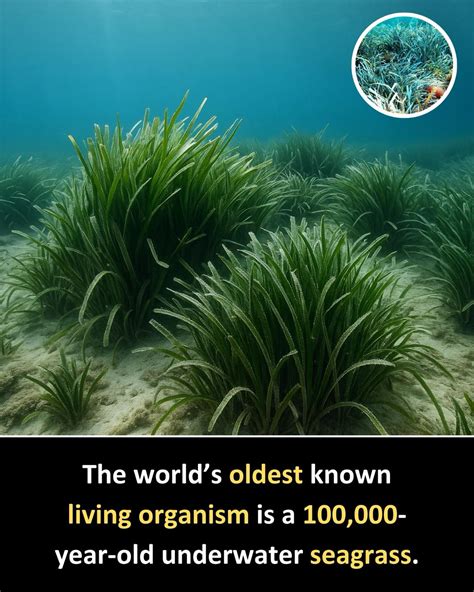 The Knowledge Beneath The Sparkling Waters Of The Mediterranean Sea